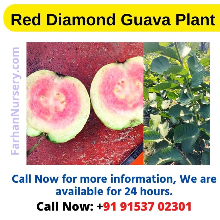 Red Diamond Guava Plant – Best Plant Nursery In West Bengal,Kolkata ...