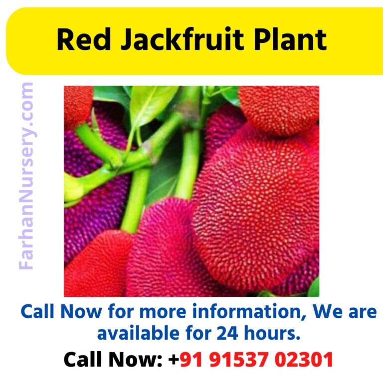Red Jackfruit Plant – Best Plant Nursery In West Bengal,Kolkata। Farhan ...