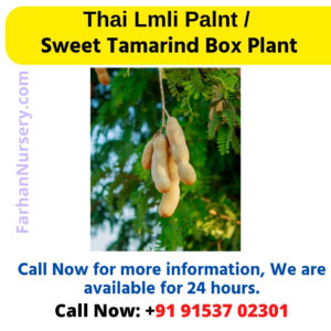 Thai Lmli Palnt /Sweet Tamarind Box Plant – Best Plant Nursery In West ...